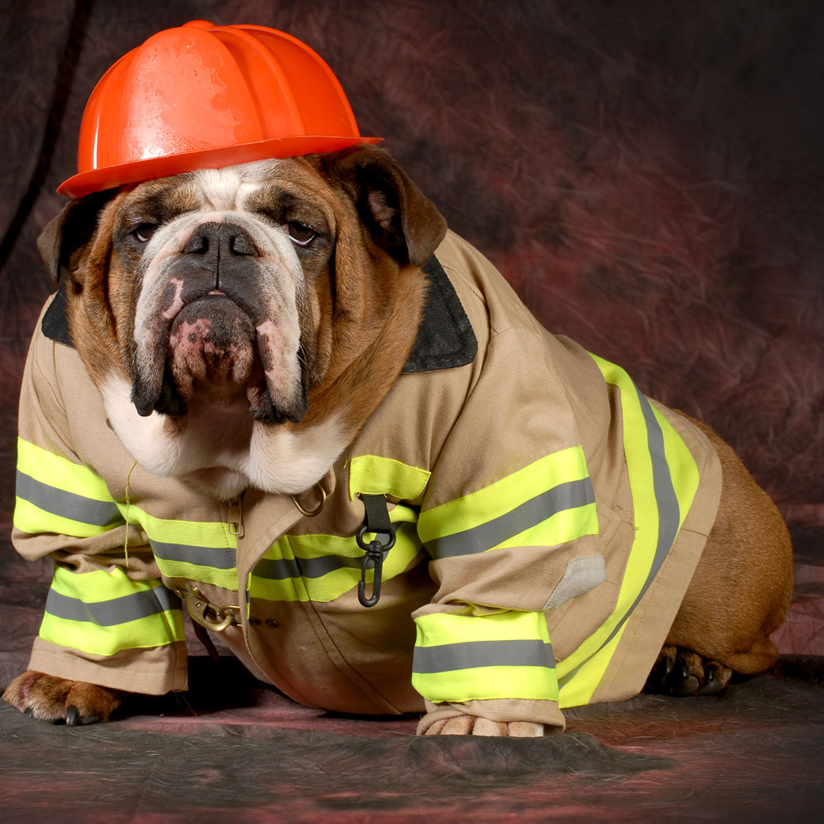 National Pet Fire Safety Day — 15 July